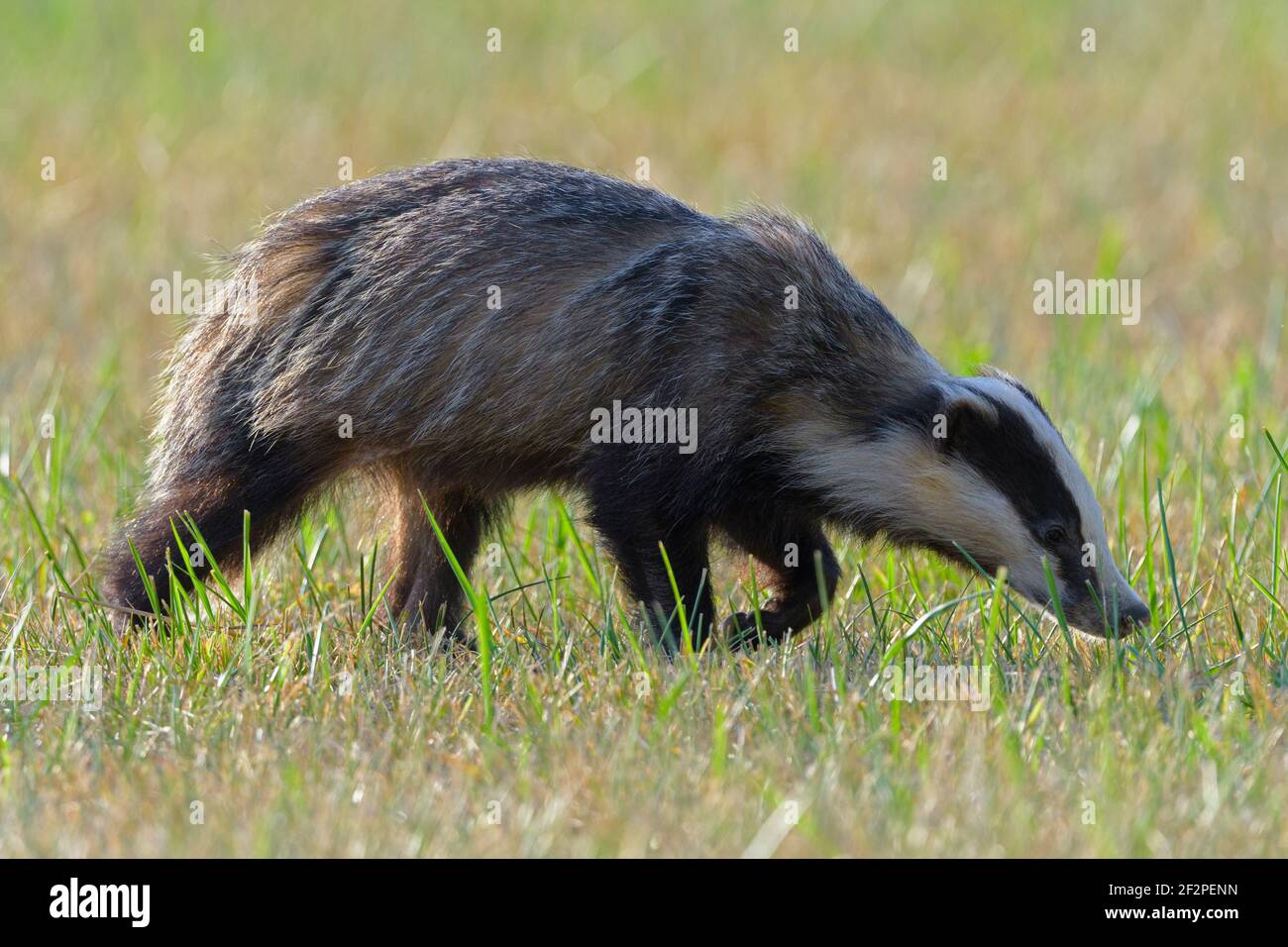 Badgers in road hi-res stock photography and images - Alamy