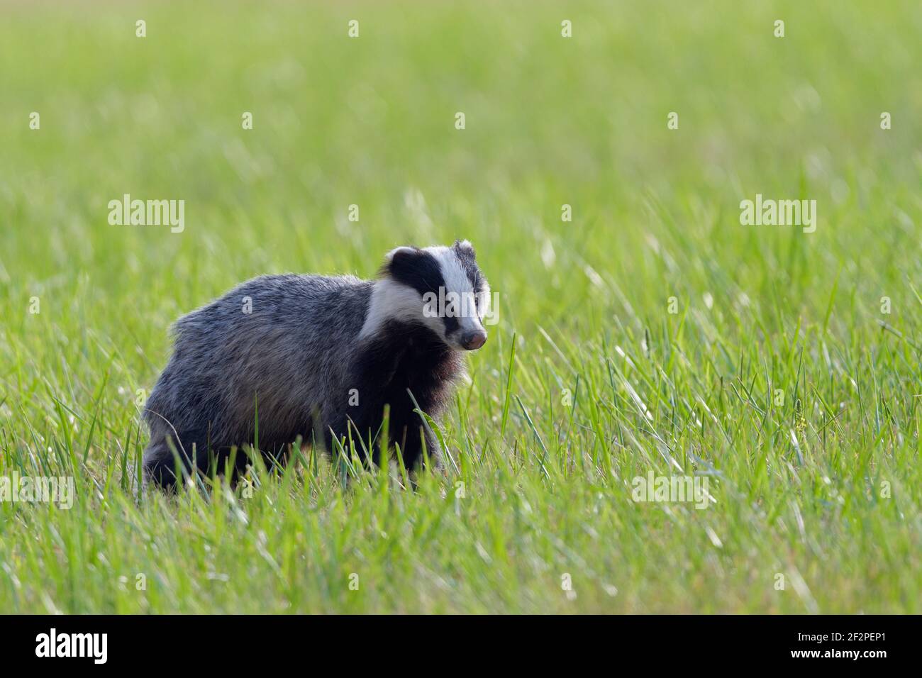 Badgers in road hi-res stock photography and images - Alamy
