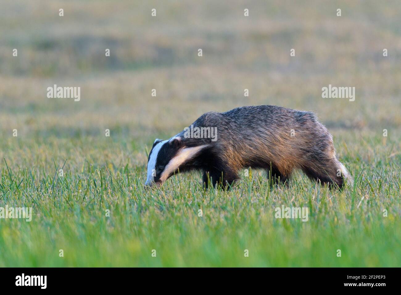 Badger at daytime hi-res stock photography and images - Alamy