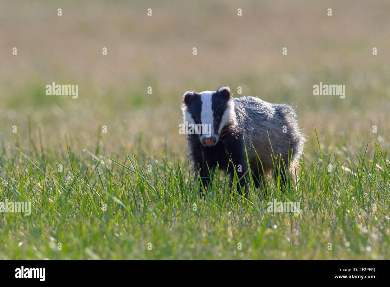 Badgers in road hi-res stock photography and images - Alamy