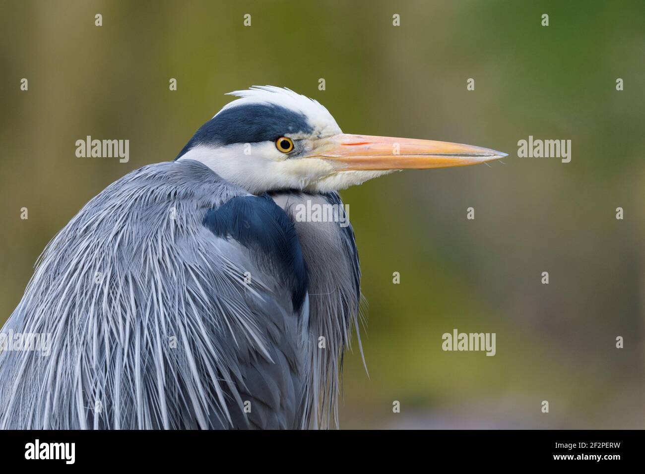Portrait format grey heron image hi-res stock photography and images ...