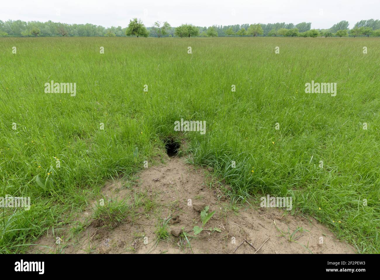 Fox´s burrow hi-res stock photography and images - Alamy