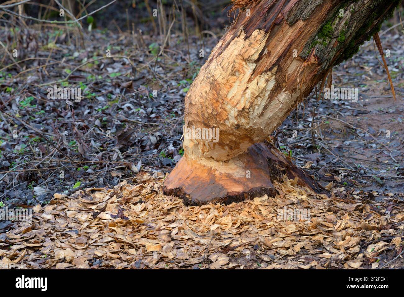 Feeding marks of a beaver, Hesse, Germany Stock Photo - Alamy