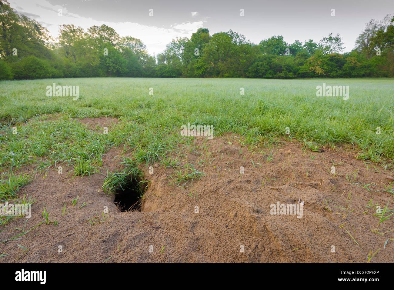 Badger den hi-res stock photography and images - Alamy