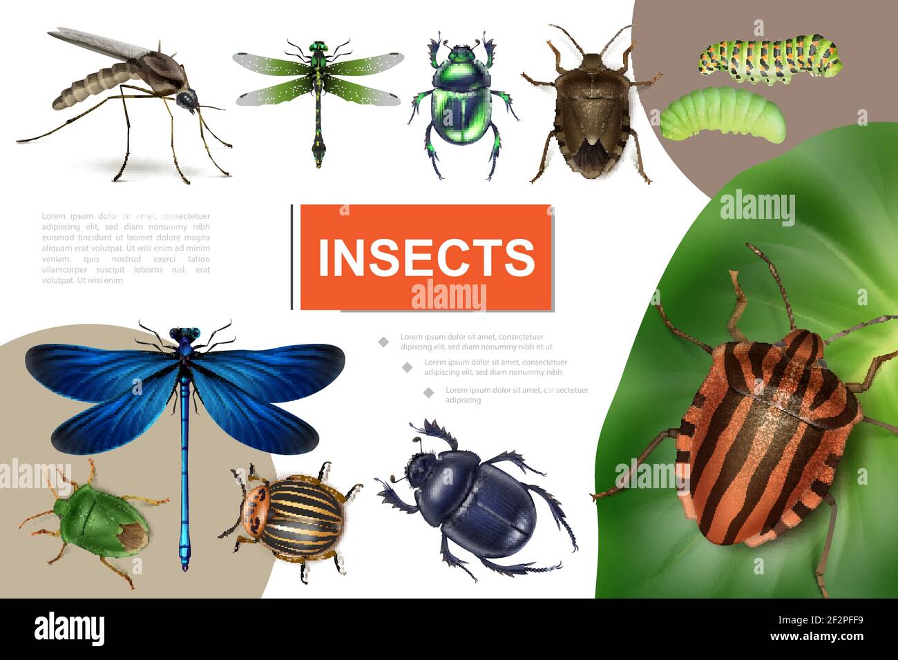 Realistic insects colorful composition with colorado beetle on potato ...