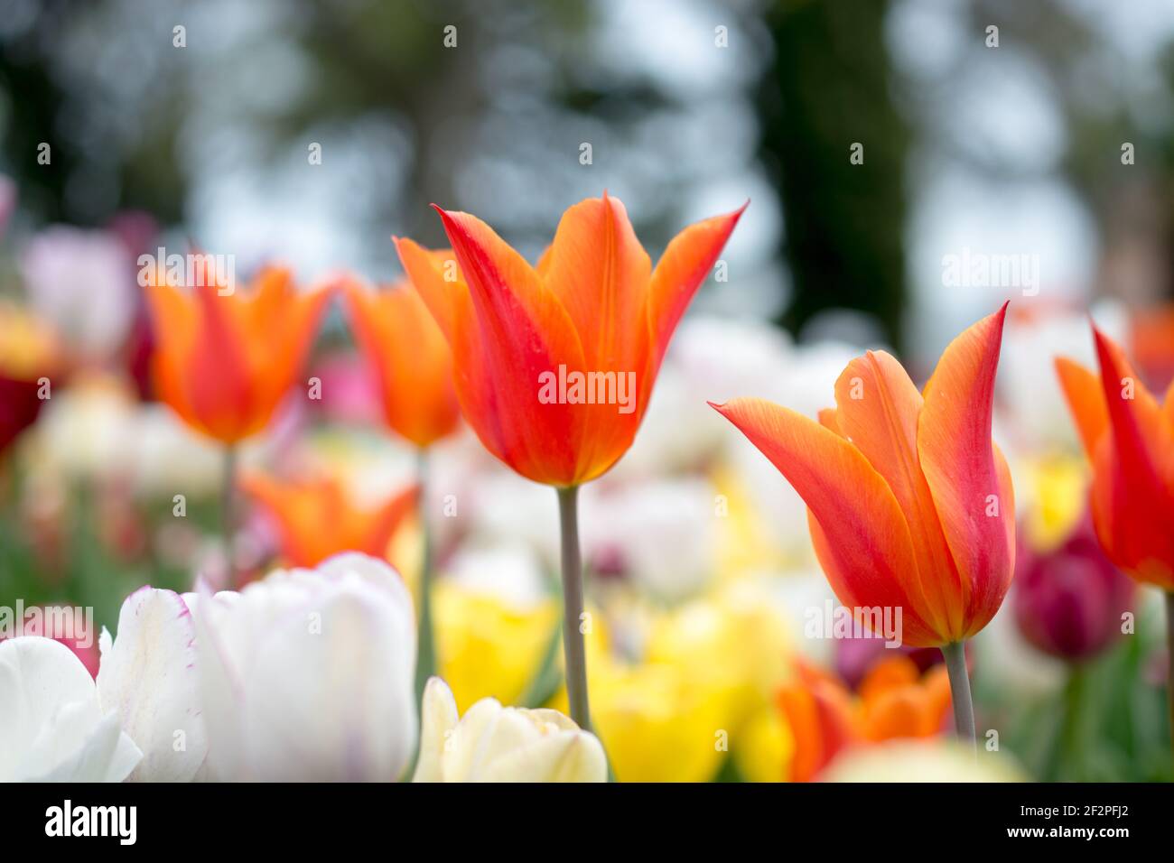 Colorful tulip flowers bloom in the spring garden Stock Photo - Alamy