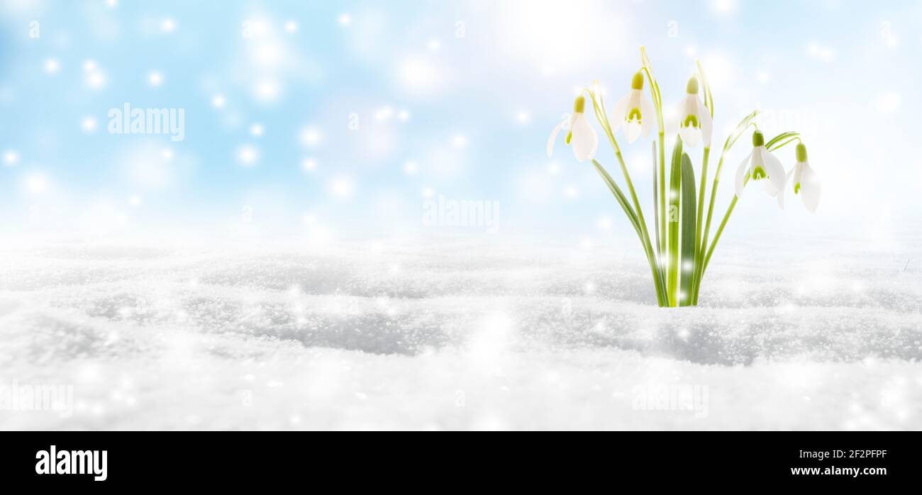 Bluebells in snow hi-res stock photography and images - Alamy