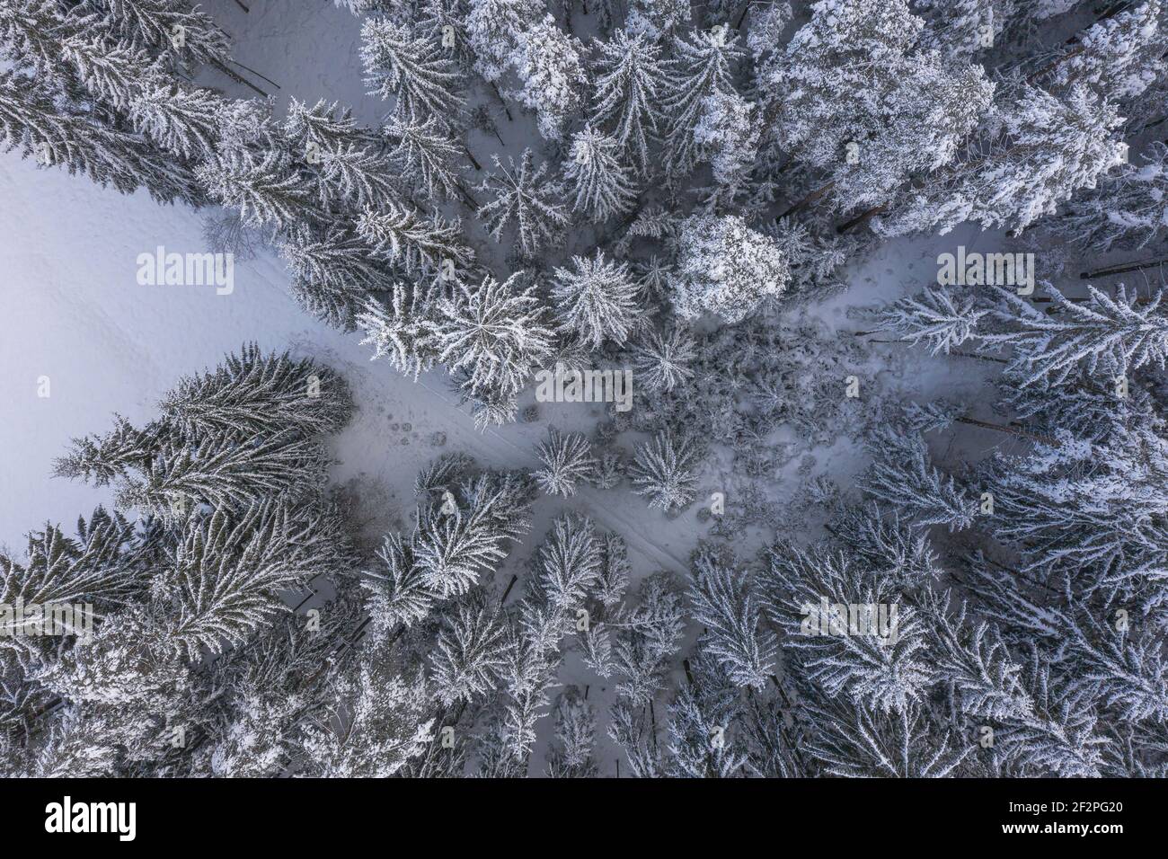 Drone photo of the winter forest near Zöllnitz in Thuringia Stock Photo ...