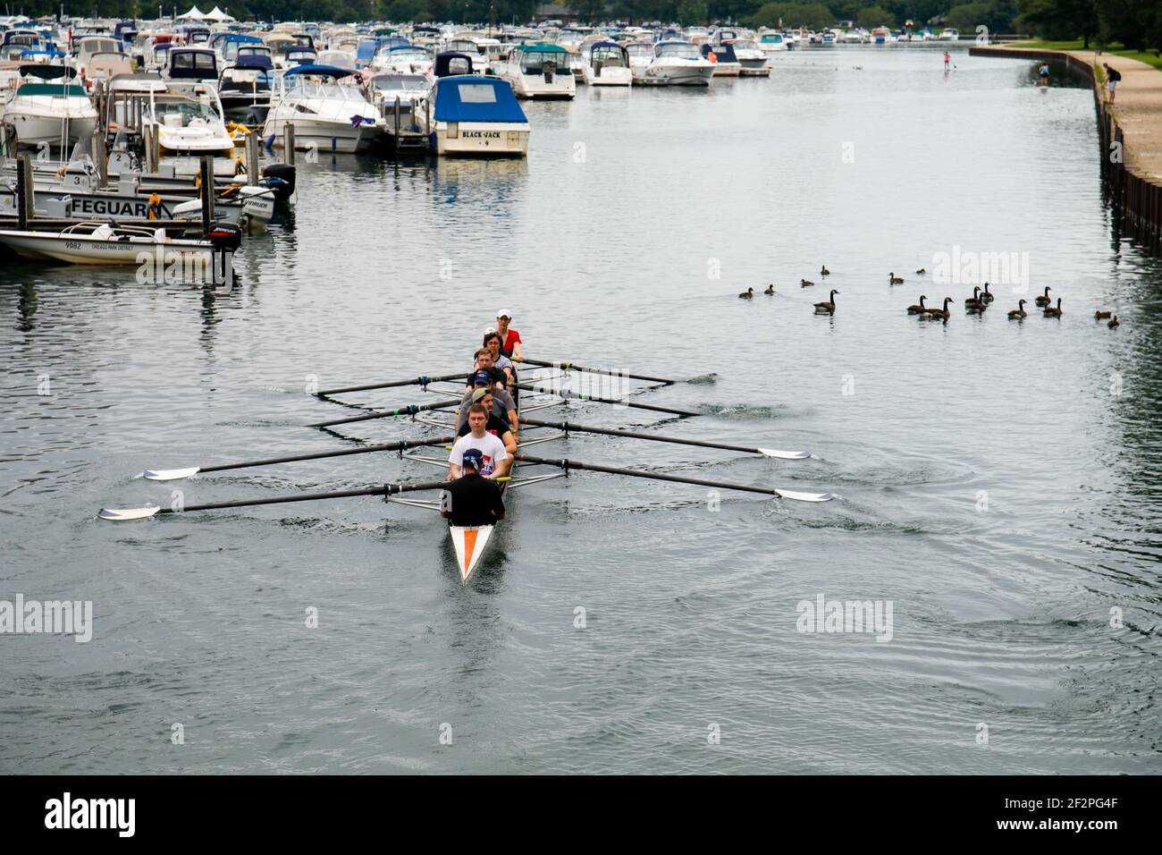 Rowing crew, Diversey Harbor, Chicago, Illinois Stock Photo - Alamy