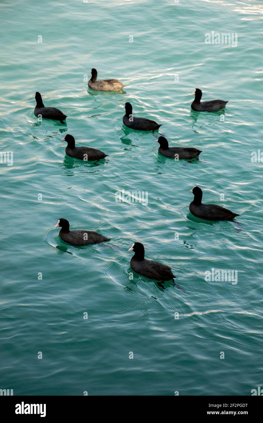 Flock of birds on water with water surface background Stock Photo - Alamy