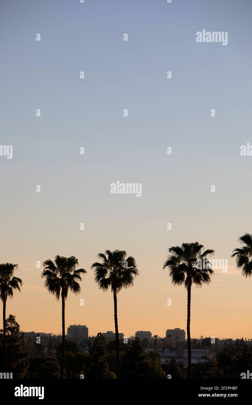 Palm lined sunset view of the downtown skyline of Anaheim, California ...