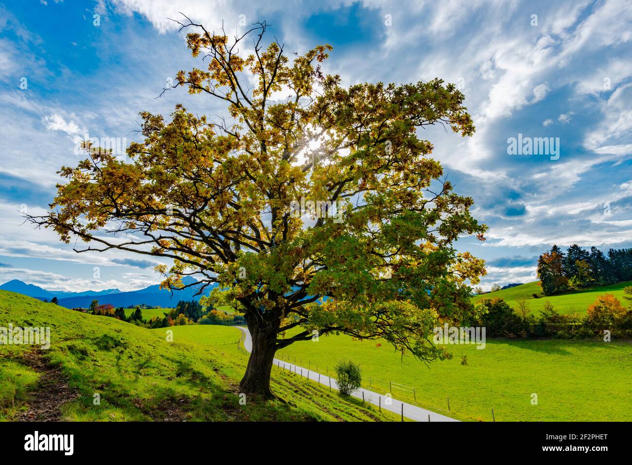 Maple tree, Acer pseudoplataus, Ostallgäu, Bavaria, Germany, Europe ...