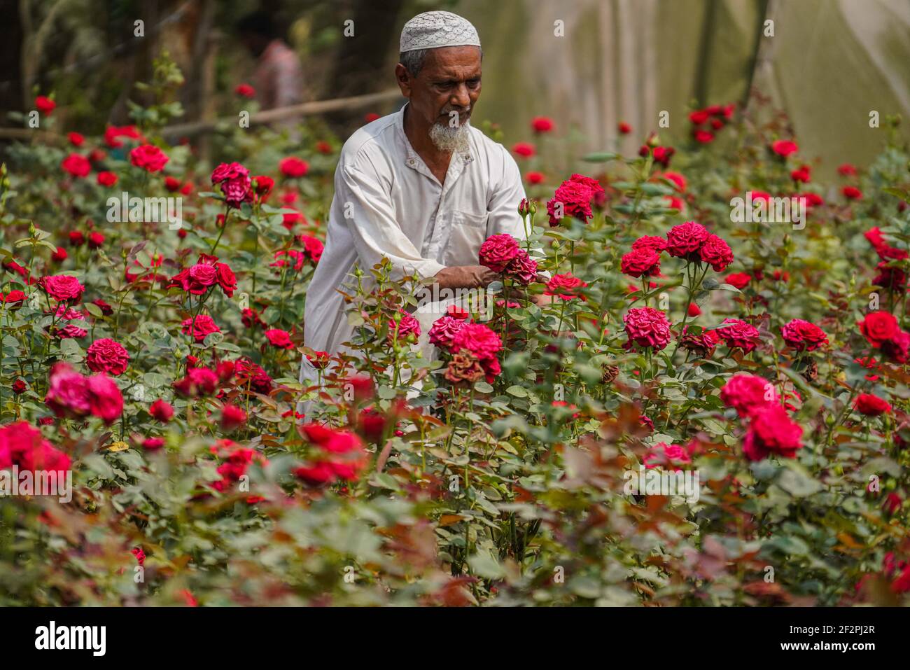 Farmer picking roses hi-res stock photography and images - Alamy