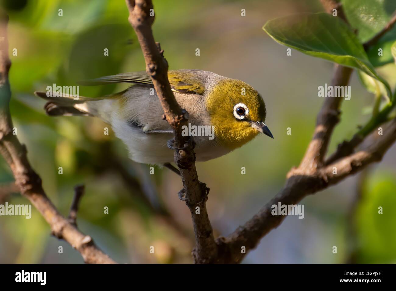 Silver finch hi-res stock photography and images - Alamy