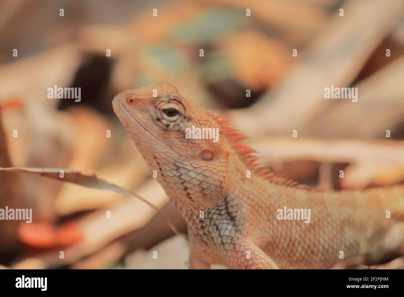 male oriental garden lizard (calotes versicolor) in non breeding ...