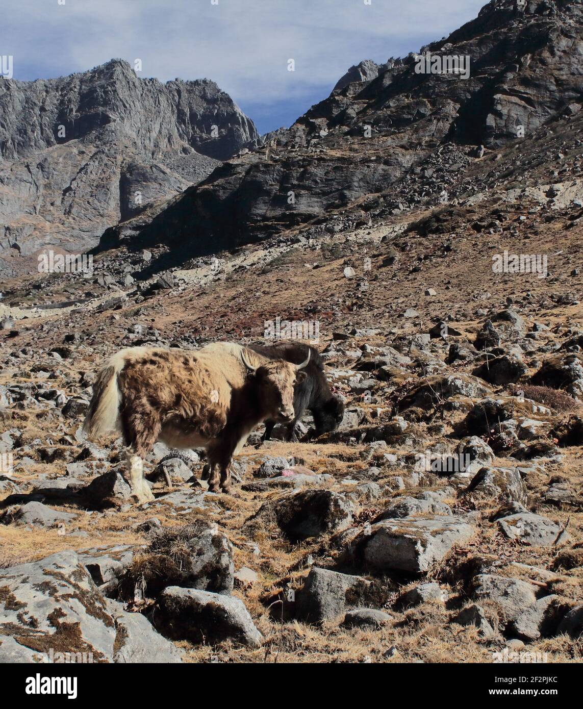 domestic yak (bos grunniens) grazing in the high himalayan pass, sela ...