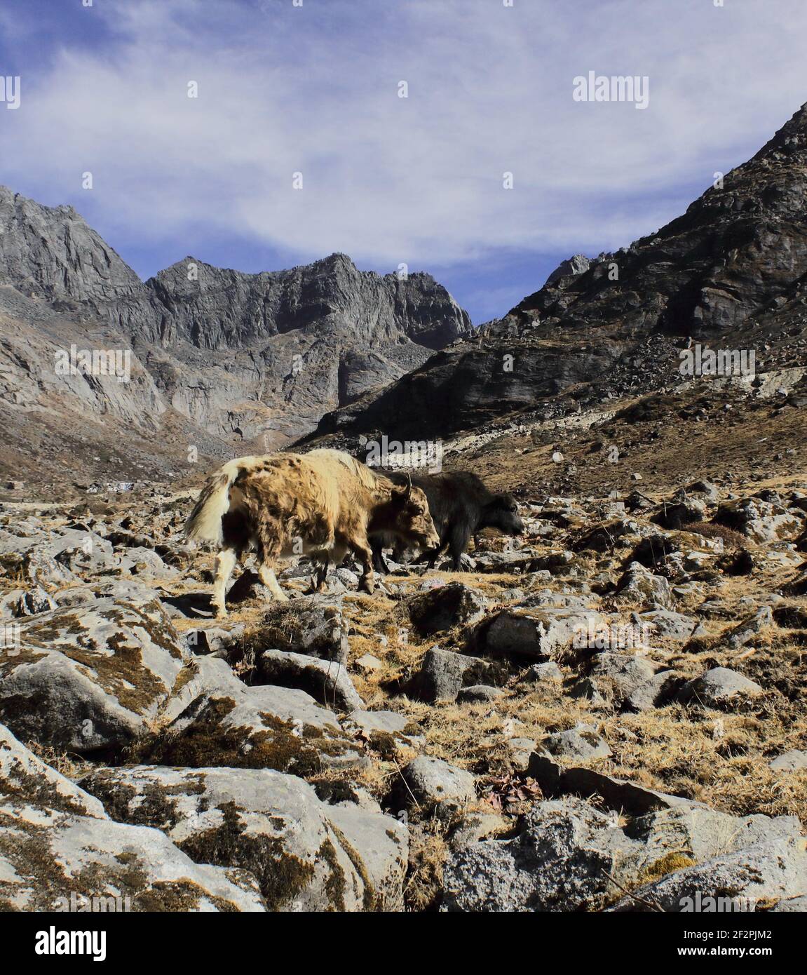domestic yak (bos grunniens) grazing in the high himalayan pass, sela ...