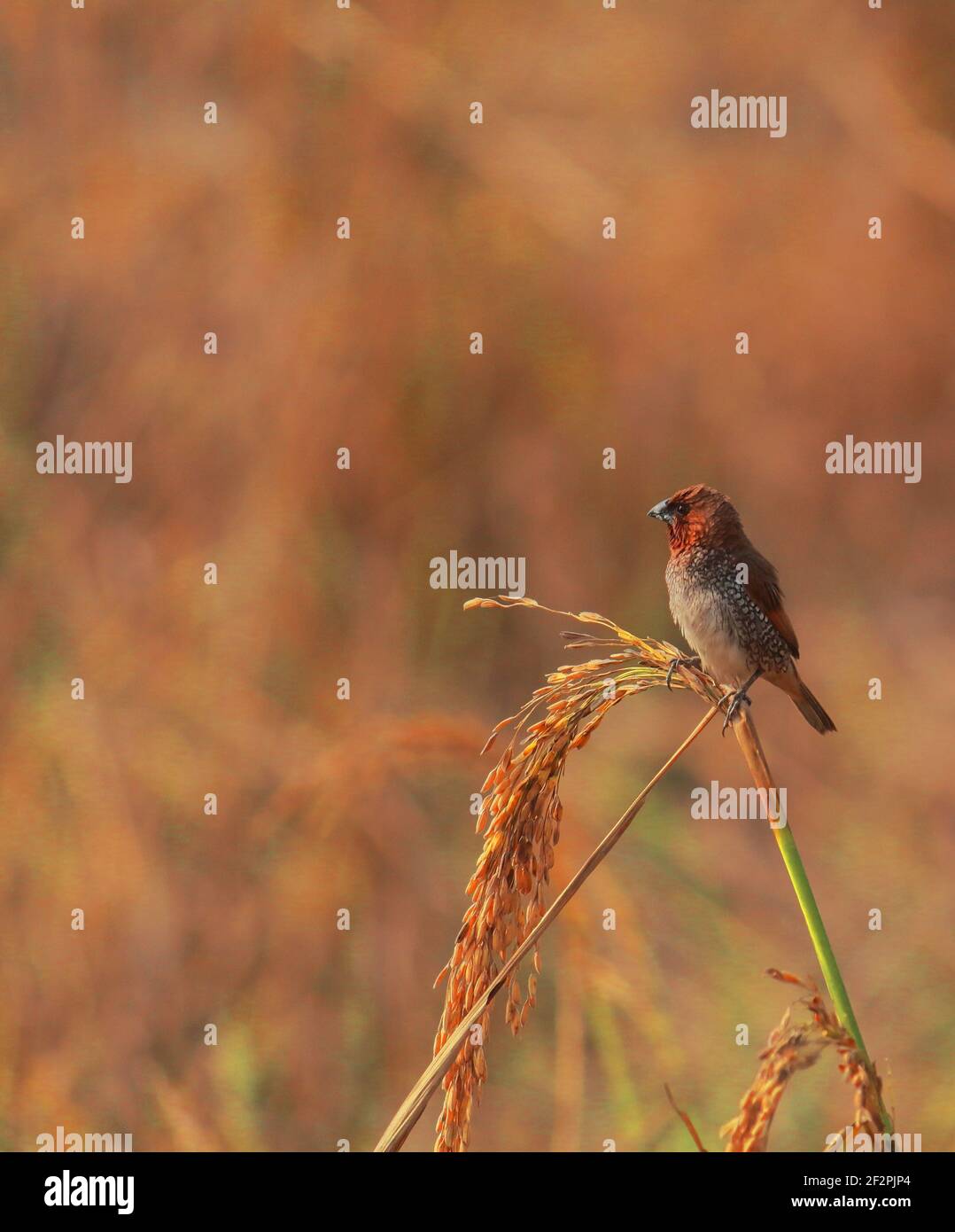 Scaly breasted munia india hi-res stock photography and images - Alamy