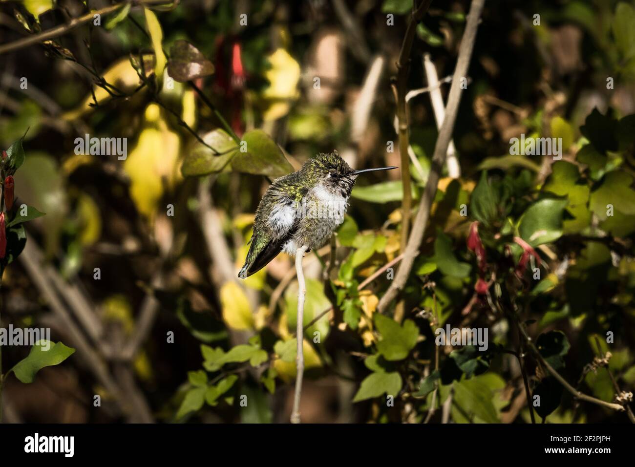 A male hybrid hummingbird in the Arizona Sonoran Desert Museum aviary ...