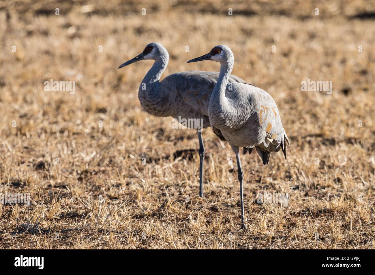 Crane standing on one leg hi-res stock photography and images - Alamy