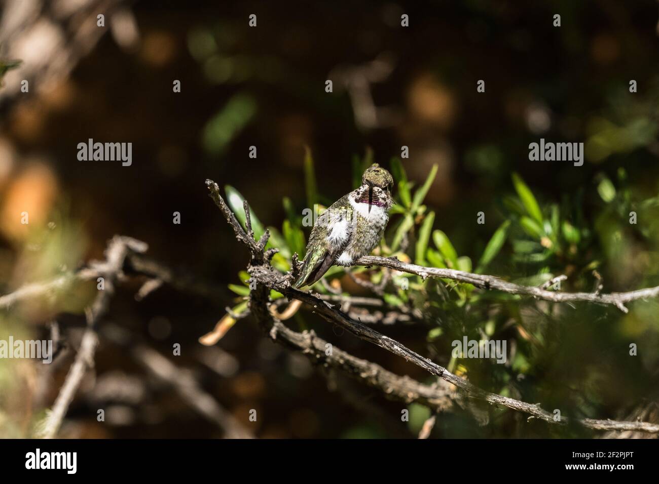 Anna costa hybrid hi-res stock photography and images - Alamy