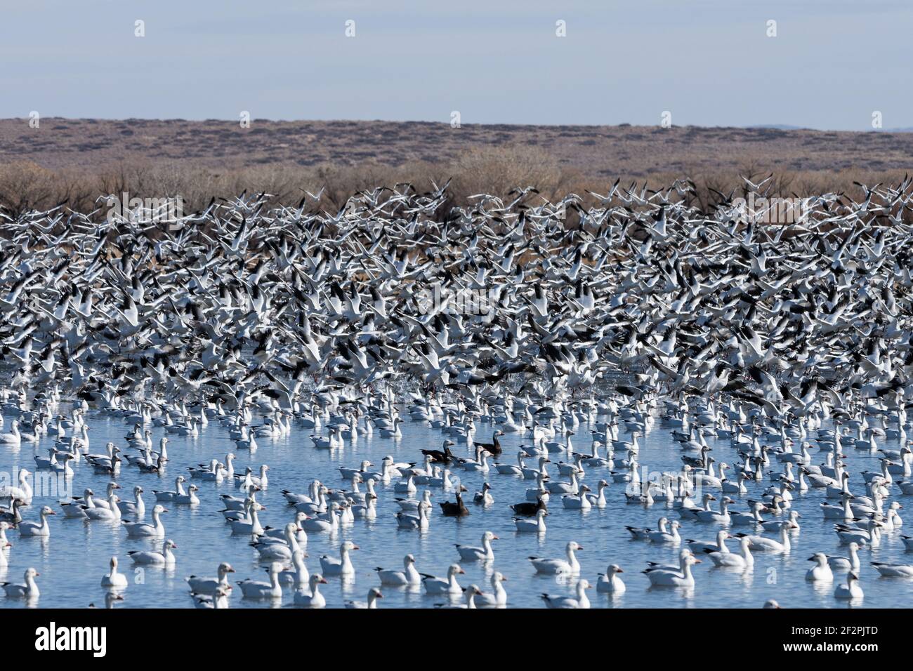 Blue morph snow goose hi-res stock photography and images - Alamy