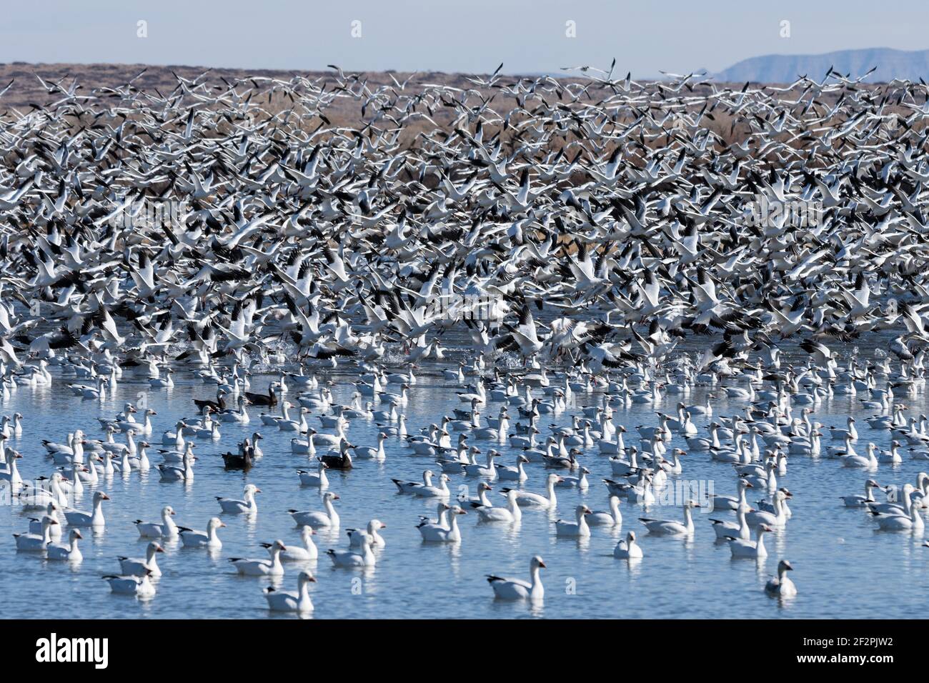 Blue morph snow goose hi-res stock photography and images - Alamy