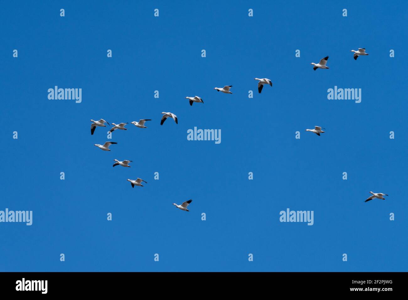 Snow Geese flying in a vee formation over the Bosque del Apache ...