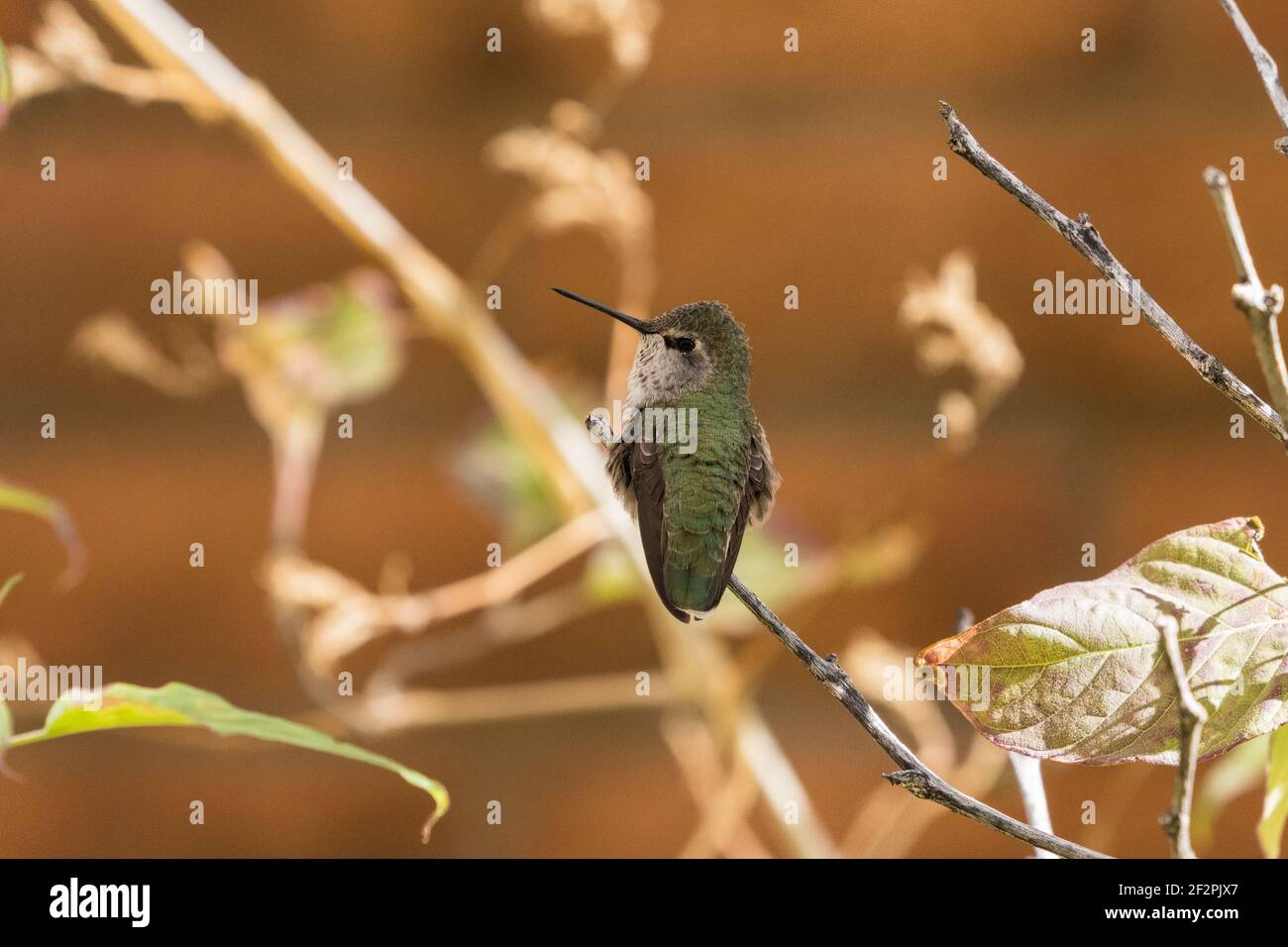 Species anna s hummingbird hi-res stock photography and images - Alamy