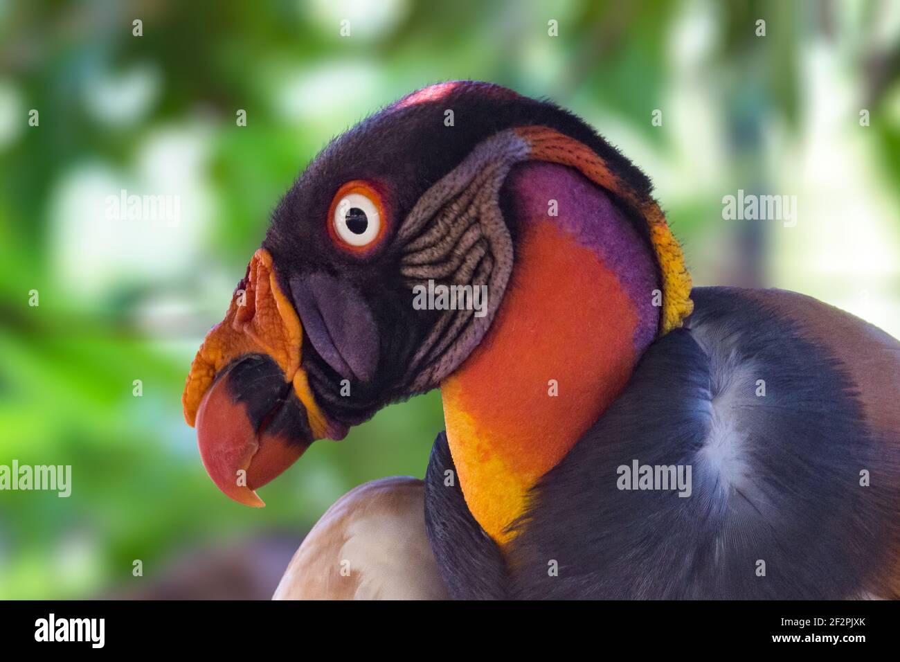 Large scavenger bird hi-res stock photography and images - Alamy