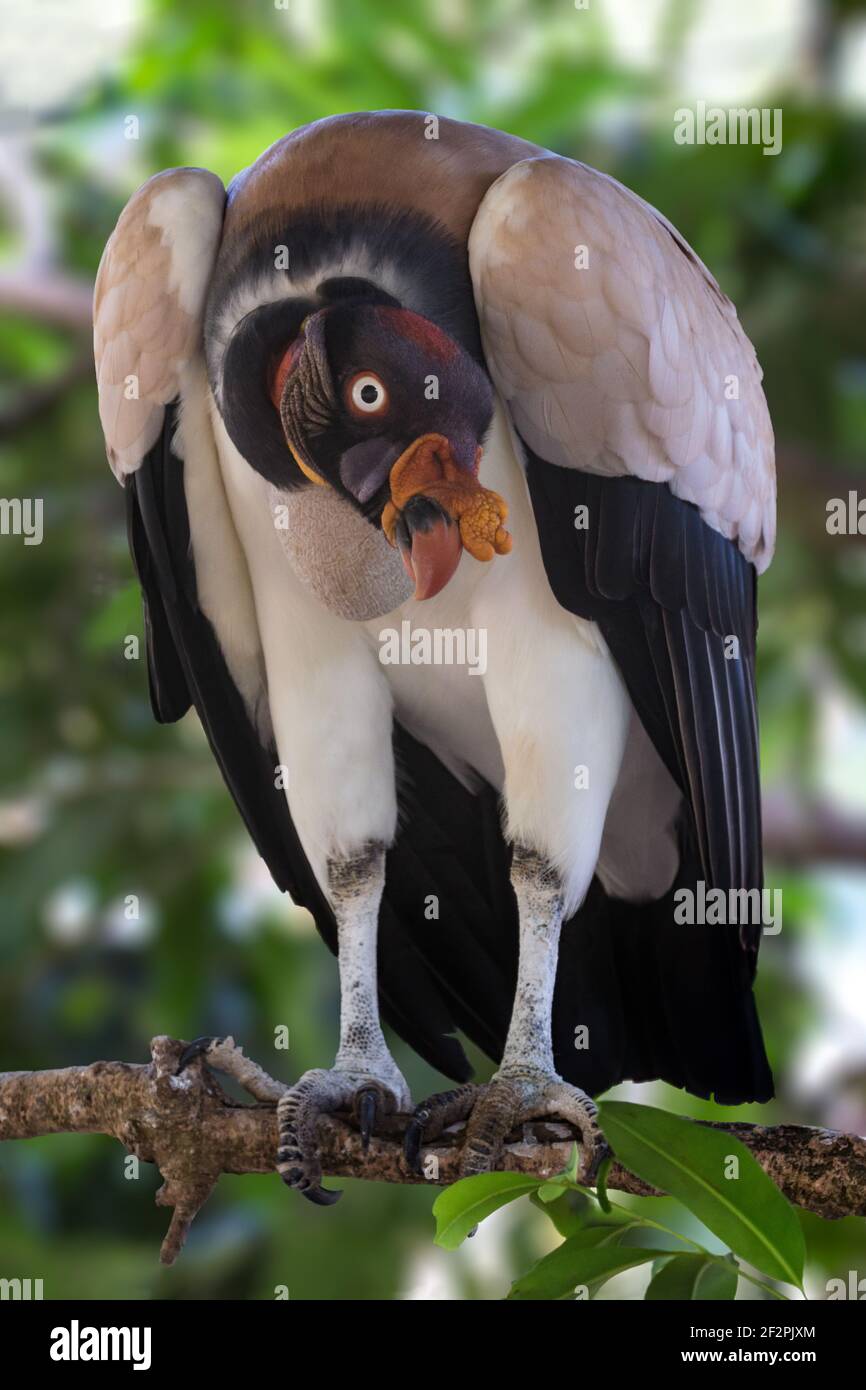 The King Vulture, Sarcoramphus papa, is a large scavenger bird found ...