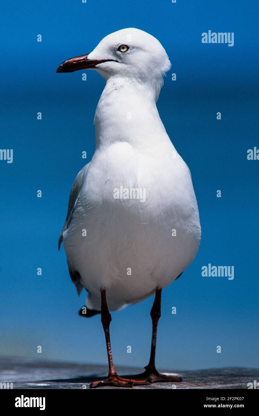 Australian bird eating an insect hi-res stock photography and images ...