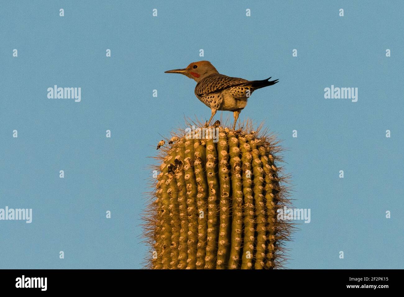The Northern Flicker, Colaptes auratus, on a saguaro cactus in the ...
