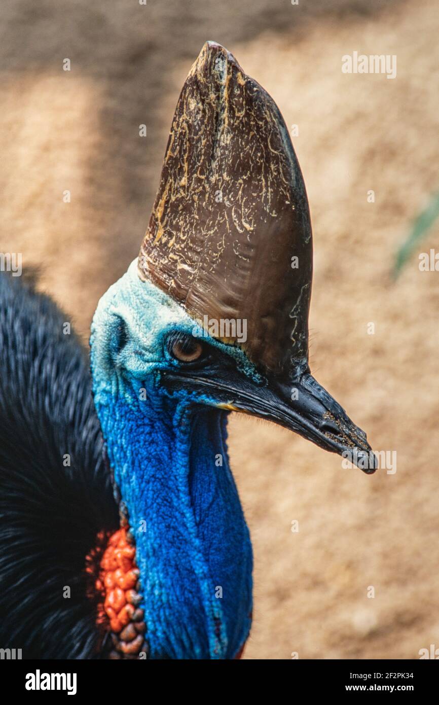 The Southern Cassowary, Casuarius casuarius, is a large, flightless ...