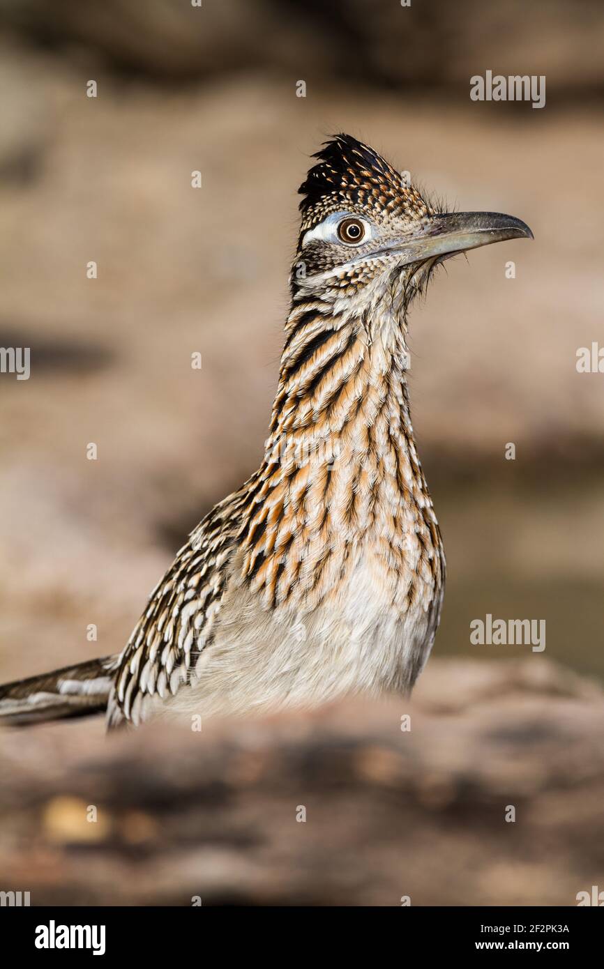 Adult roadrunner hi-res stock photography and images - Alamy
