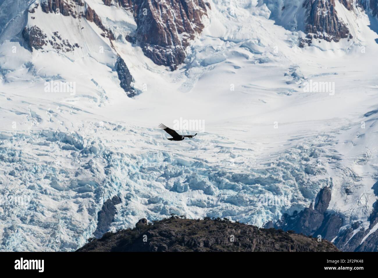 A female Andean condor, Vultur gryphus, soaring over in Los Glaciares ...