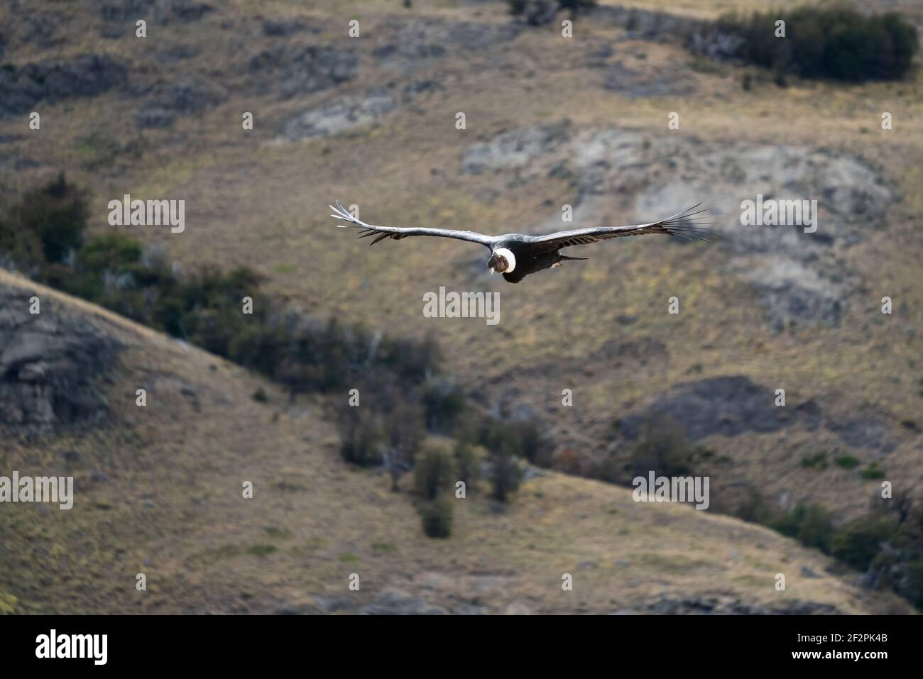 A male Andean condor, Vultur gryphus, soaring over Los Glaciares ...