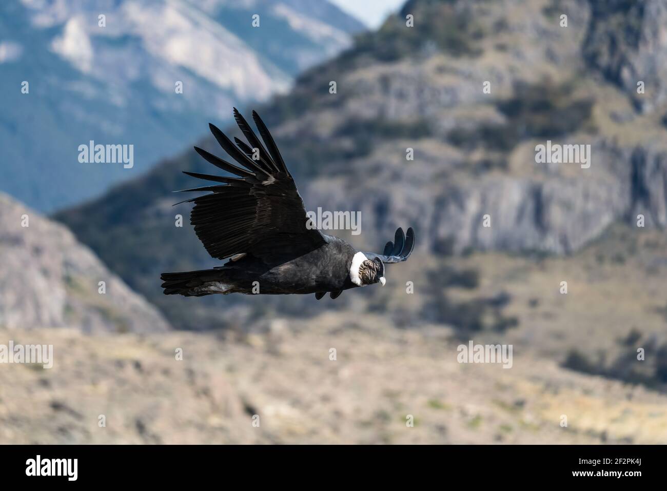 Parque nacional los glaciares condor hi-res stock photography and ...
