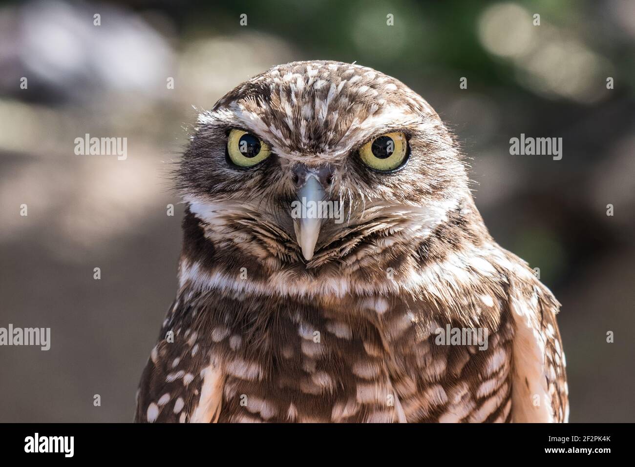 A Burrowing Owl, Athene cunicularia, at the Arizona-Sonoran Desert ...