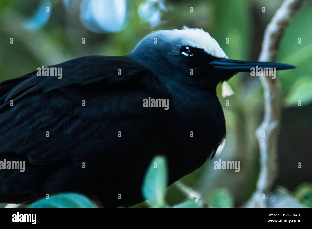 White-capped Noddy or Black Noddy Terns, Anous minutus, nests by the ...