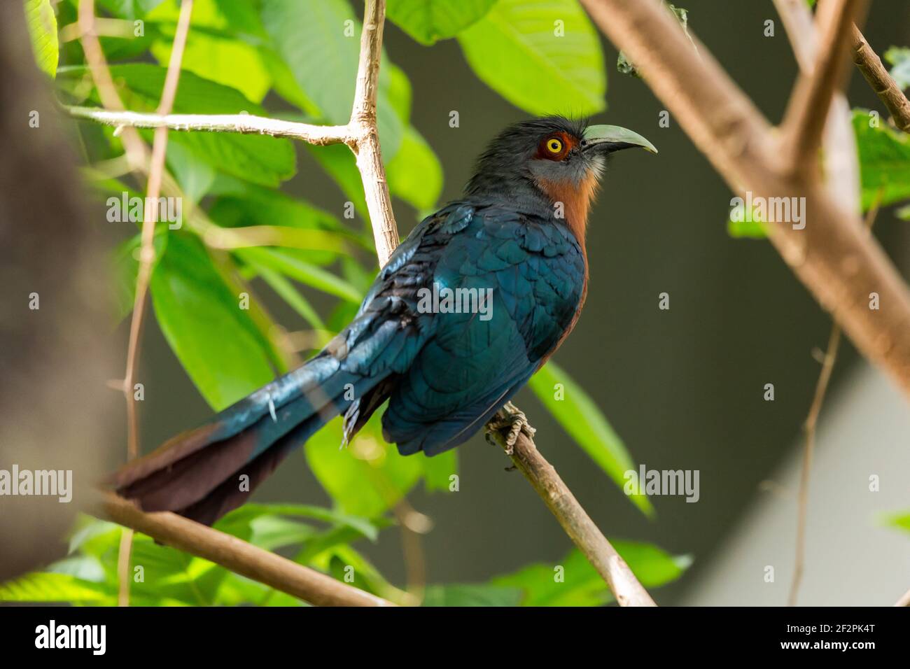 Chestnut breasted malkoha malaysia hi-res stock photography and images ...