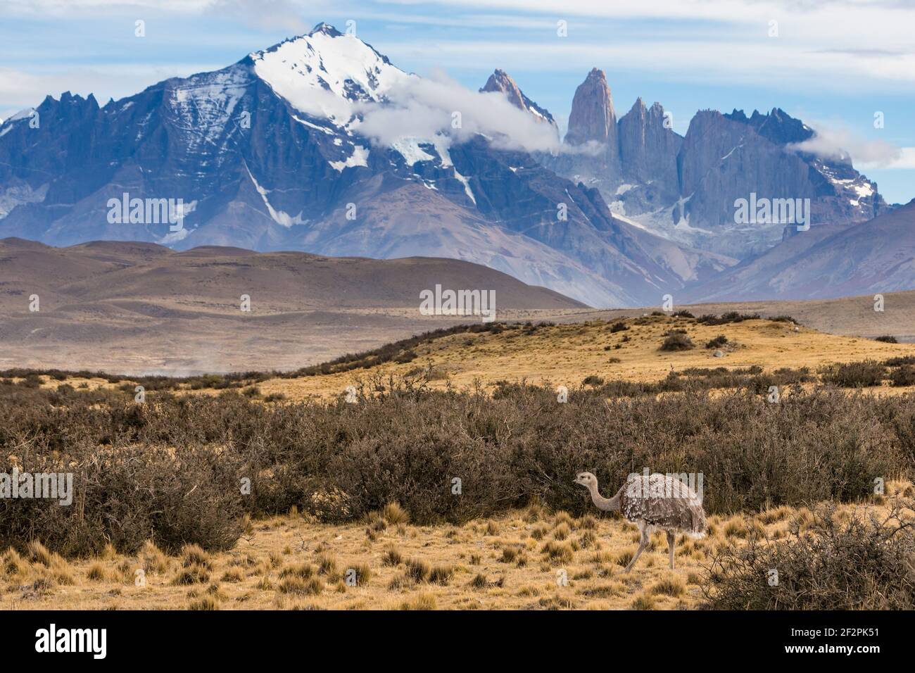 Darwin's Rhea or the Lesser Rhea, Rhea pennata, in Torres del Paine ...