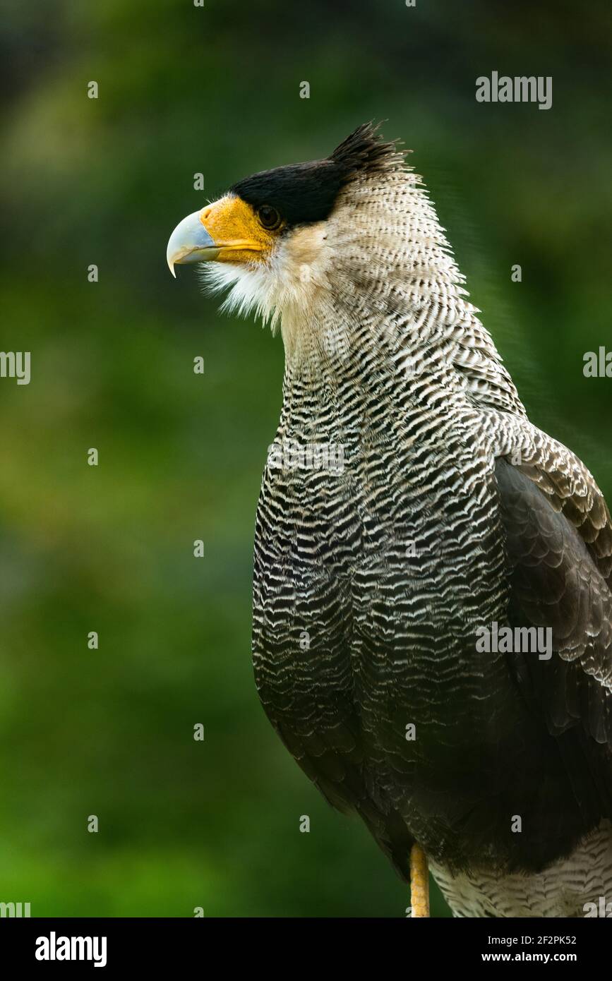 The Southern Crested Caracara, Caracara plancus, also known as the ...
