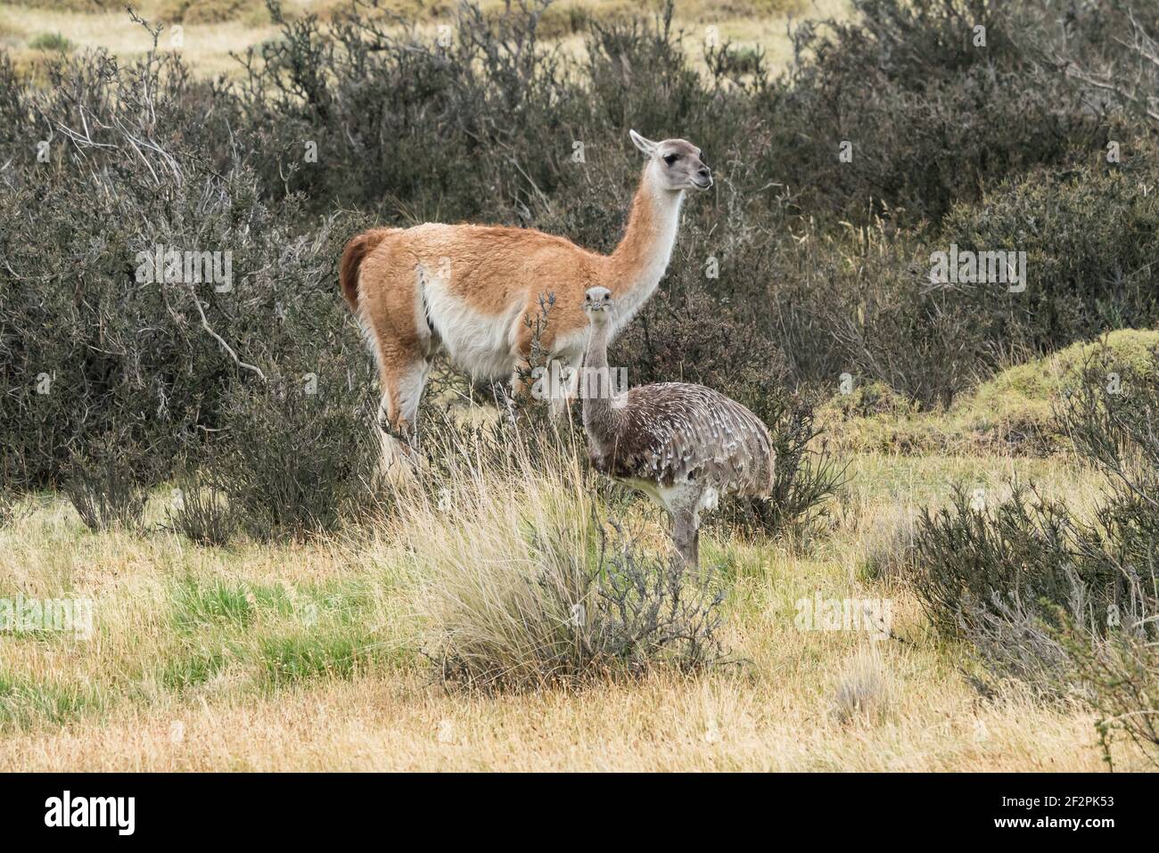 Darwin's Rhea or the Lesser Rhea, Rhea pennata, and a guanaco, Lama ...