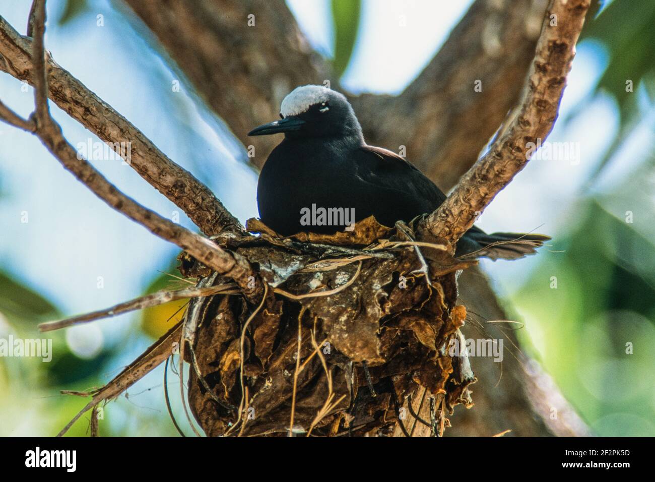 White-capped Noddy or Black Noddy Terns, Anous minutus, nests by the ...