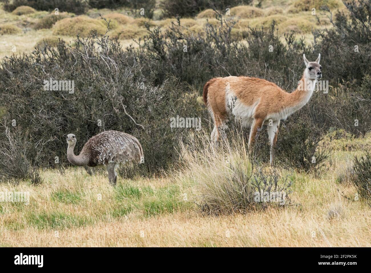 Darwin's Rhea or the Lesser Rhea, Rhea pennata, and a guanaco, Lama ...