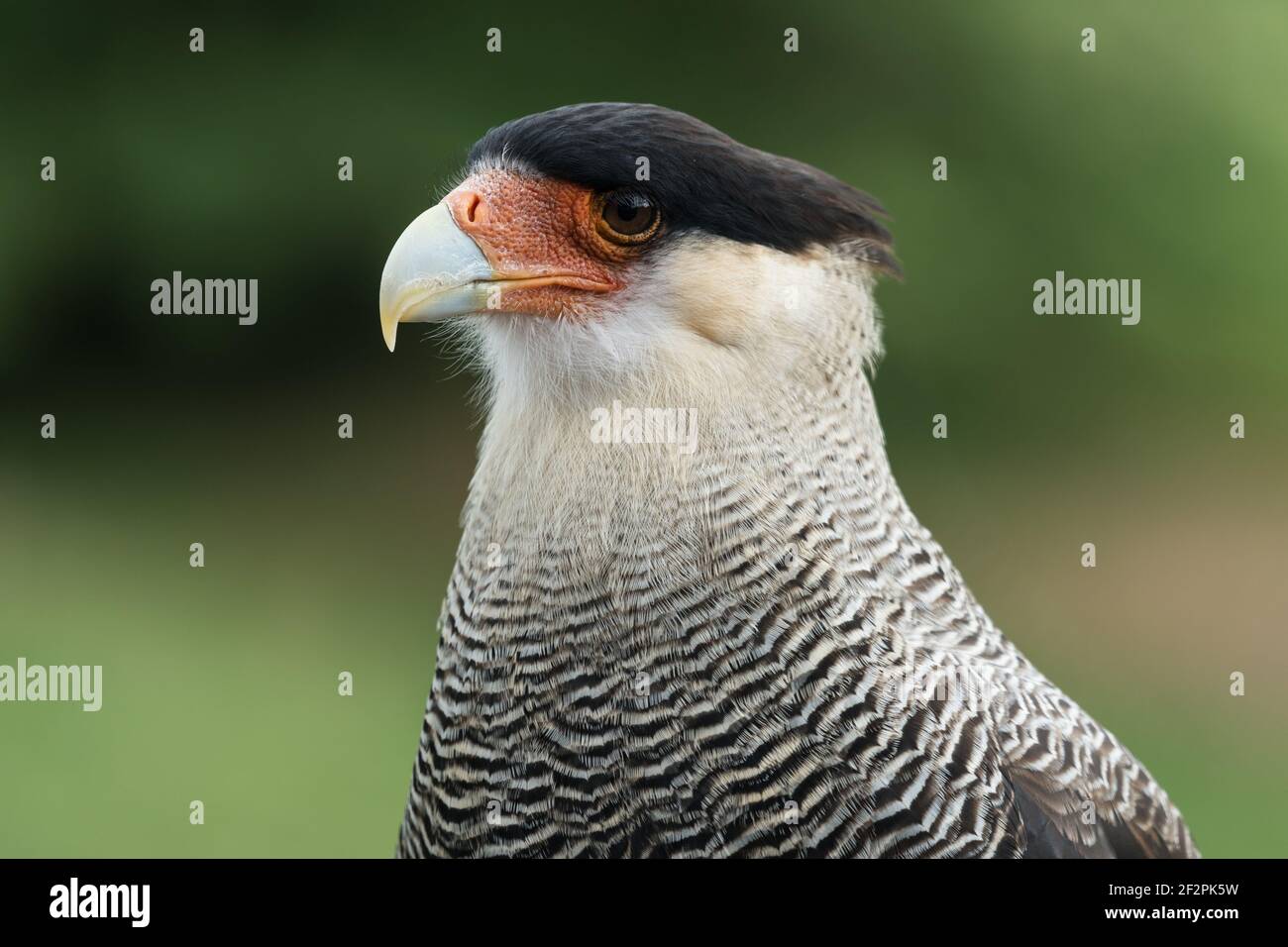 The Southern Crested Caracara, Caracara plancus, also known as the ...