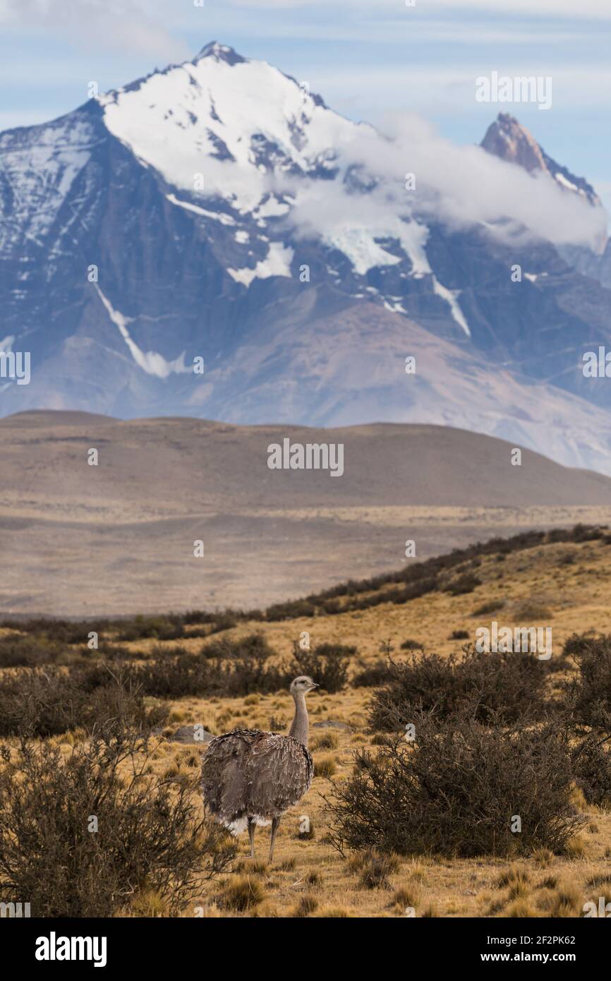 Darwin's Rhea or the Lesser Rhea, Rhea pennata, in Torres del Paine ...