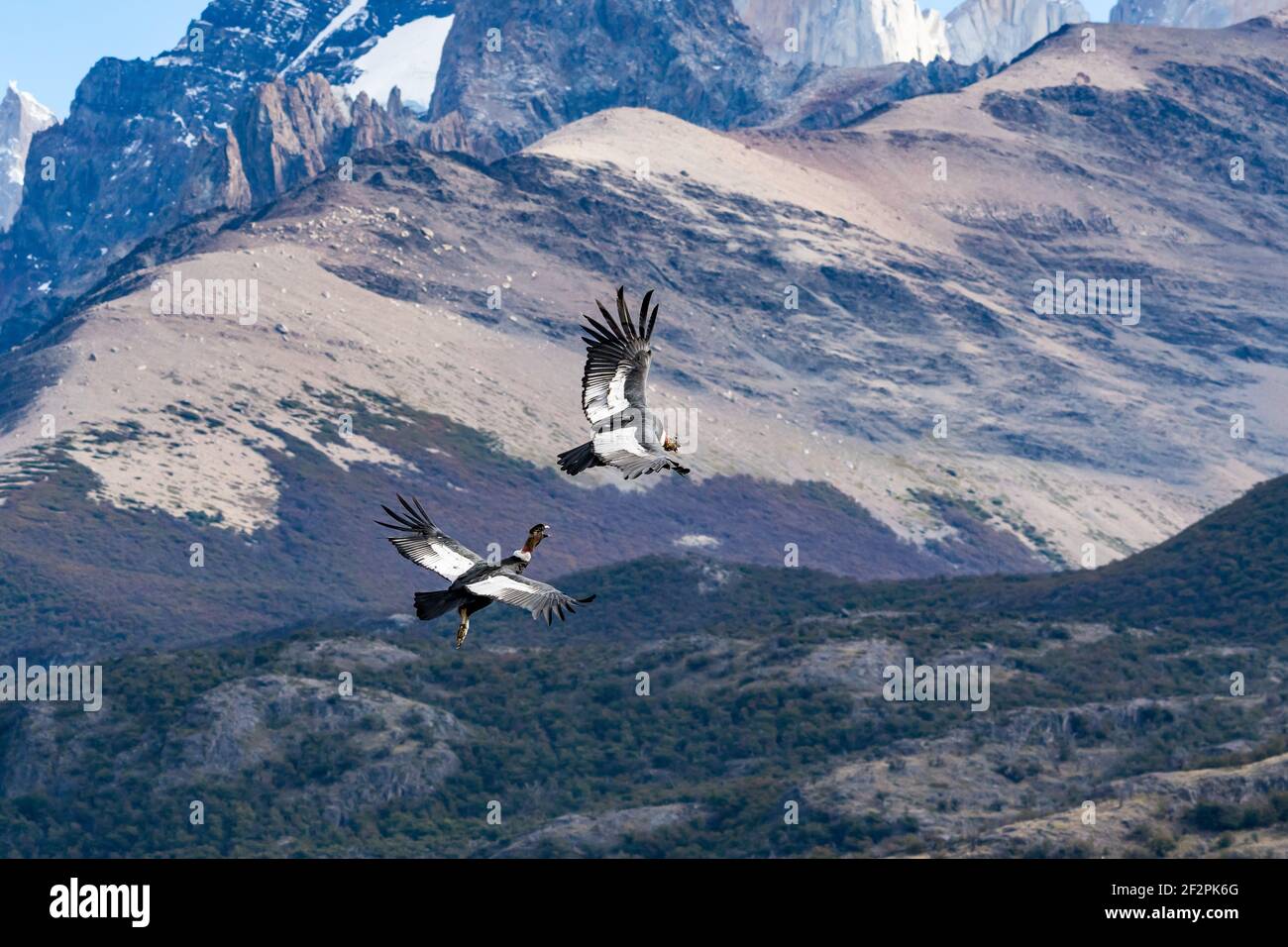 Parque nacional los glaciares condor hi-res stock photography and ...