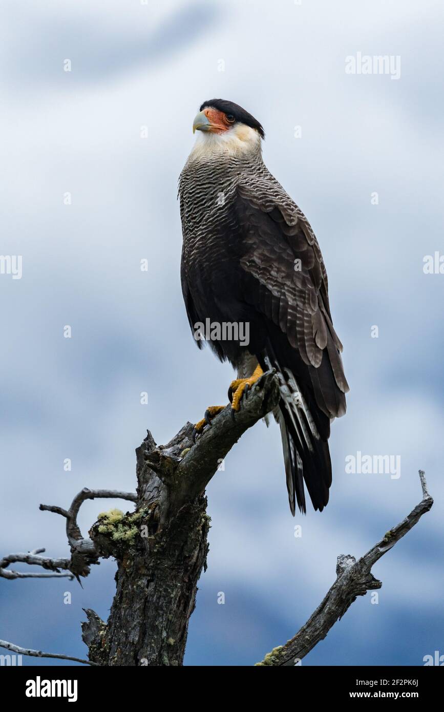 The Southern Crested Caracara, Caracara plancus, also known as the ...